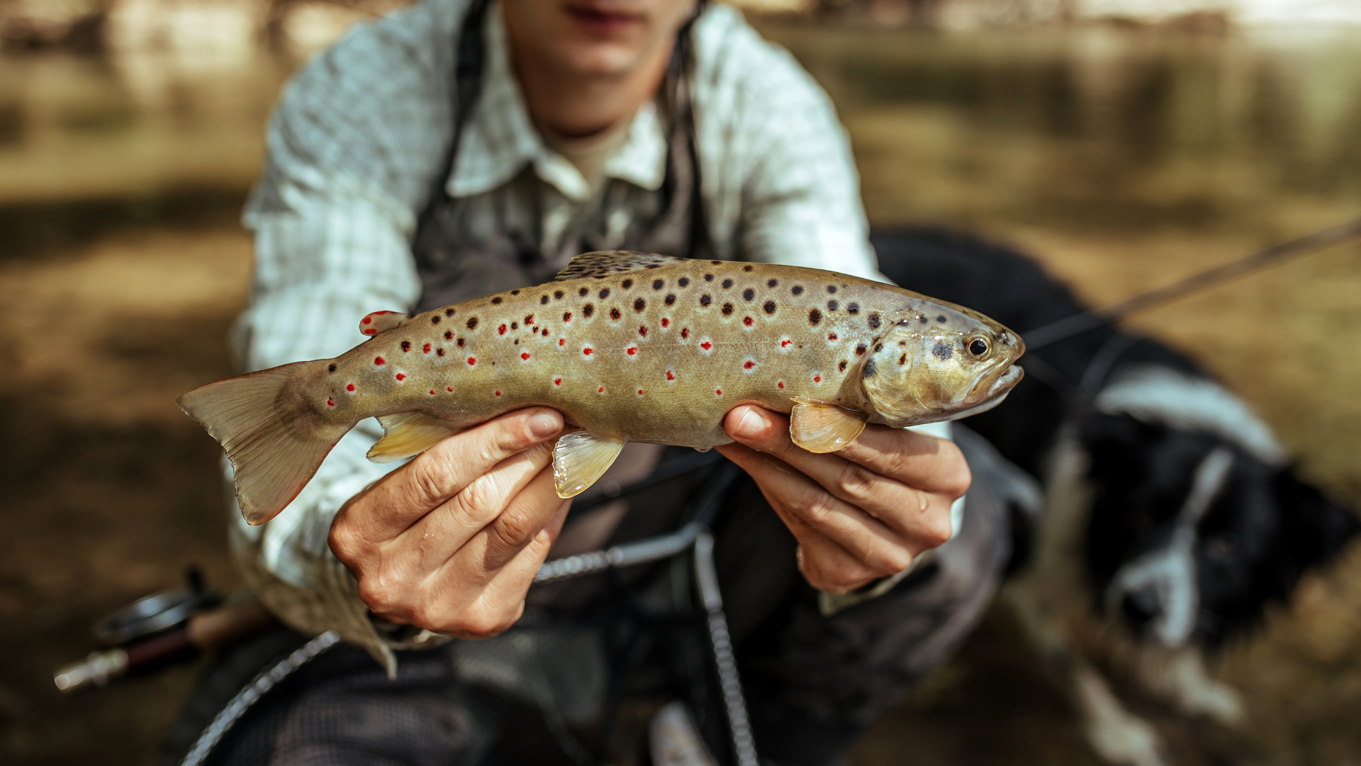South Platte River Fly Fishing Guide: Best Sections, Flies & Access